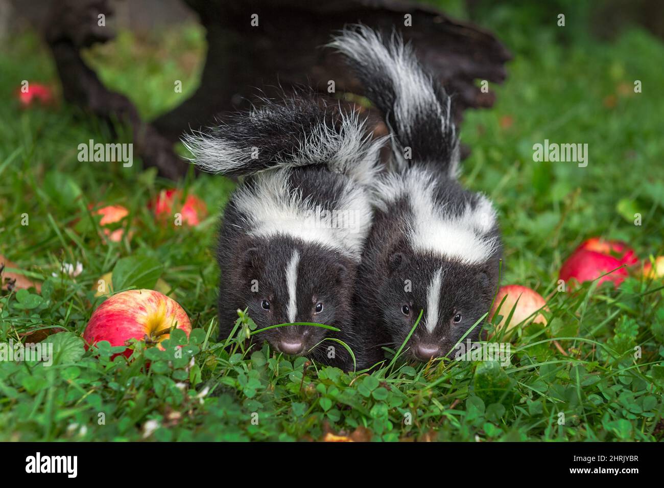 Pair of Striped Skunk (Mephitis mephitis) Kits Stands Together Summer ...