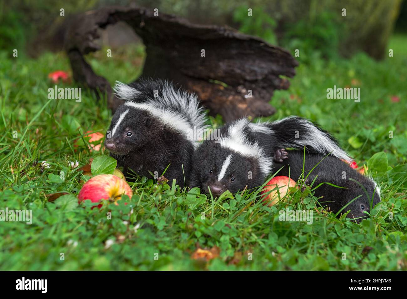 Striped Skunk (Mephitis mephitis) Kits In Line Third Tumbles Summer ...