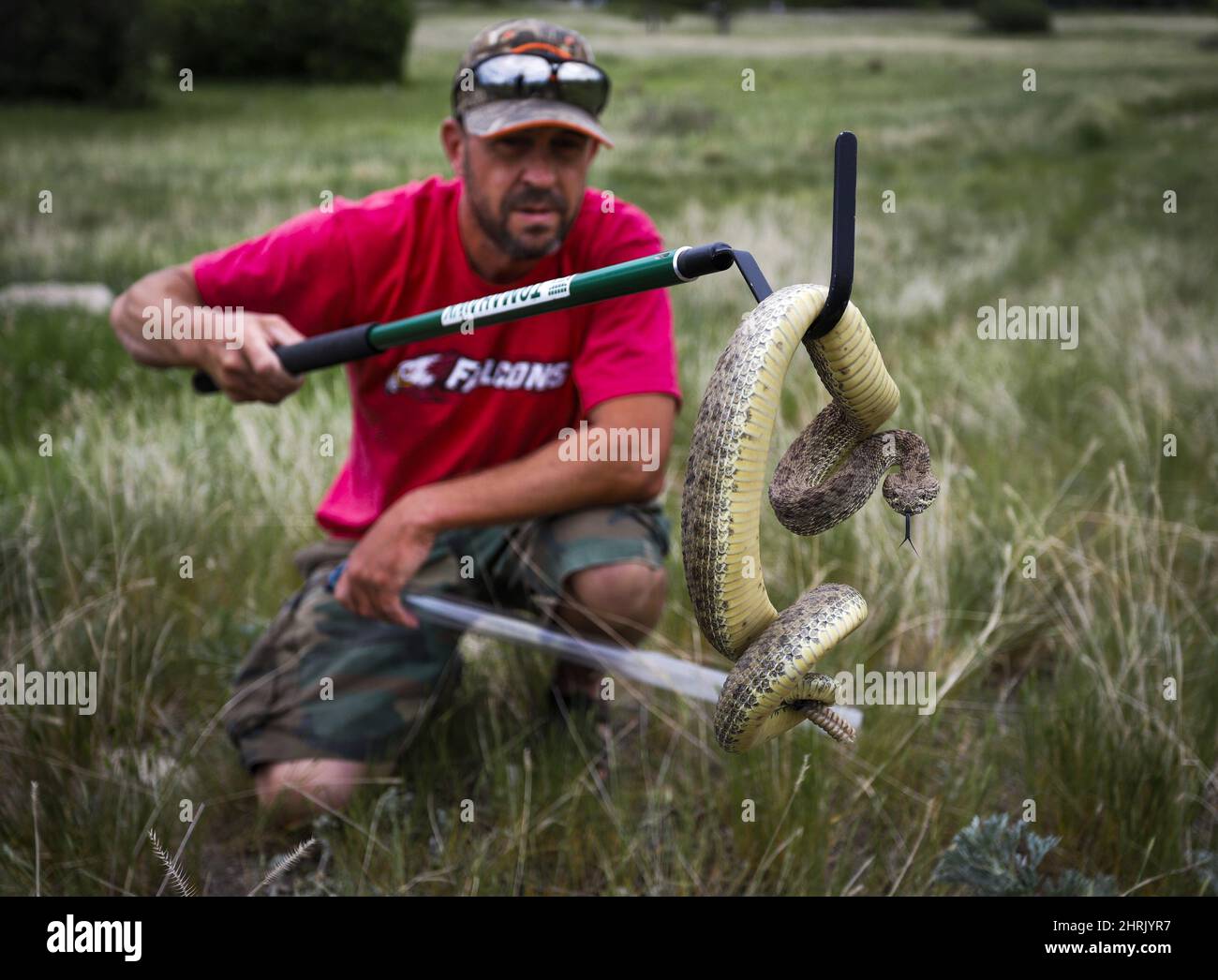 Rattlesnake wrangler Ryan Heavy Head holds a female rattlesnake he ...