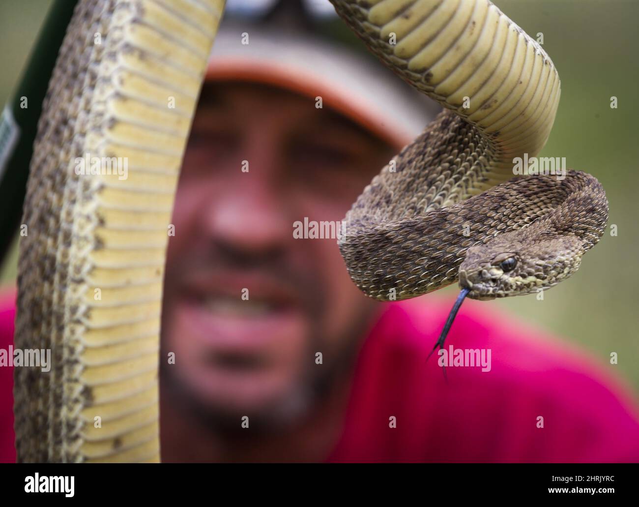 Rattlesnake wrangler Ryan Heavy Head holds a female rattlesnake he ...