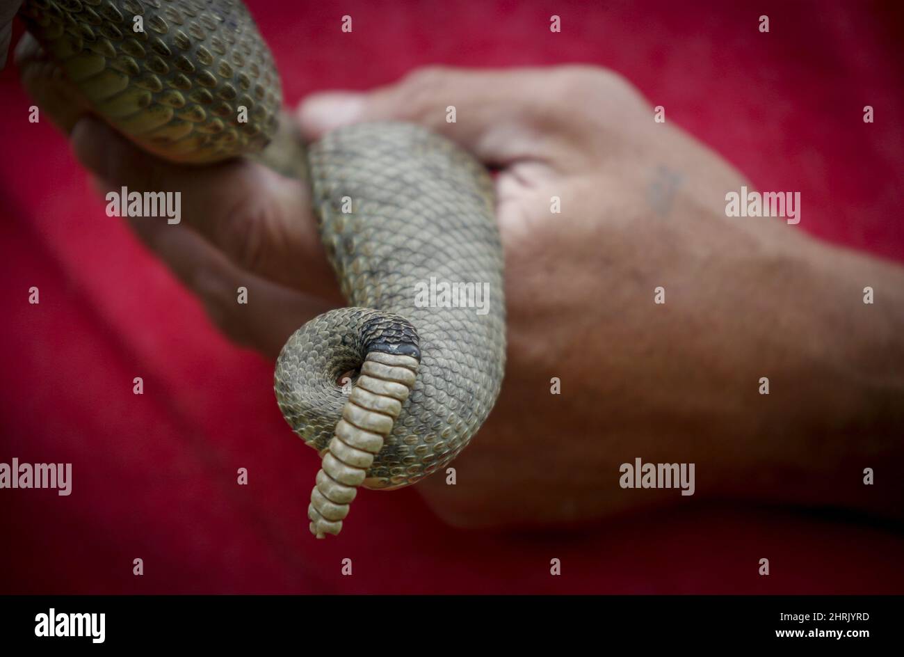 Rattlesnake wrangler Ryan Heavy Head holds a female rattlesnake he ...