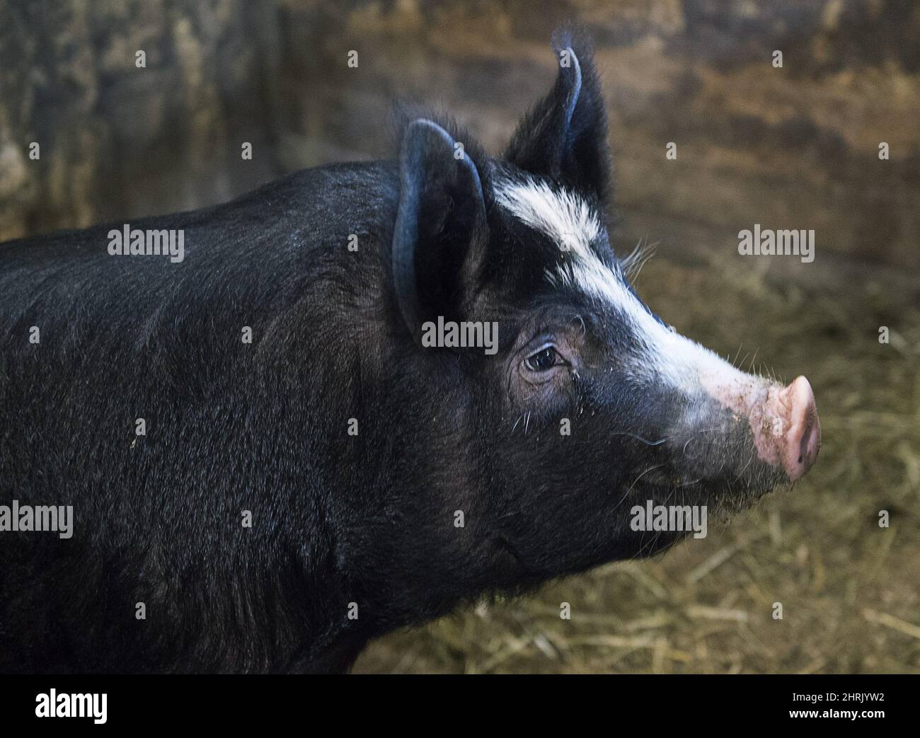 A Berkshire pig is seen at Ross Farm in New Ross, N.S. on Wednesday ...