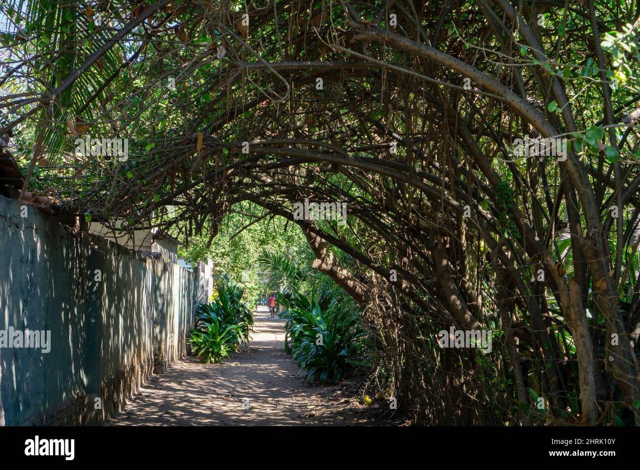 Green walkway covered with branches of trees. Bushes in a garden ...