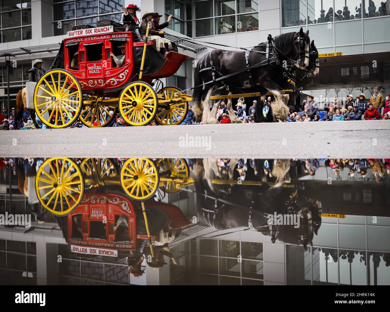 A stagecoach is reflected in a puddle during the Calgary Stampede ...