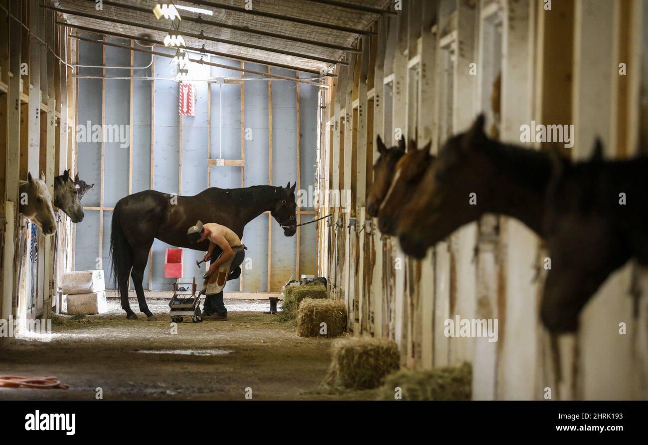 Ferrier Nolan Cameron shoes a chuckwagon horse in the barns at the ...
