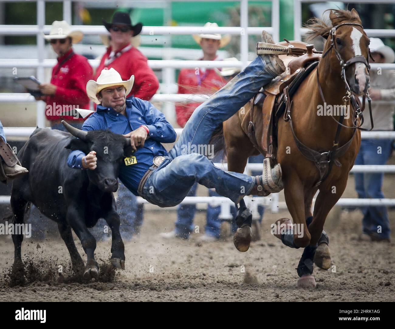 Bridger Chambers, of Stevensville, Mont., wrestles a steer during rodeo ...
