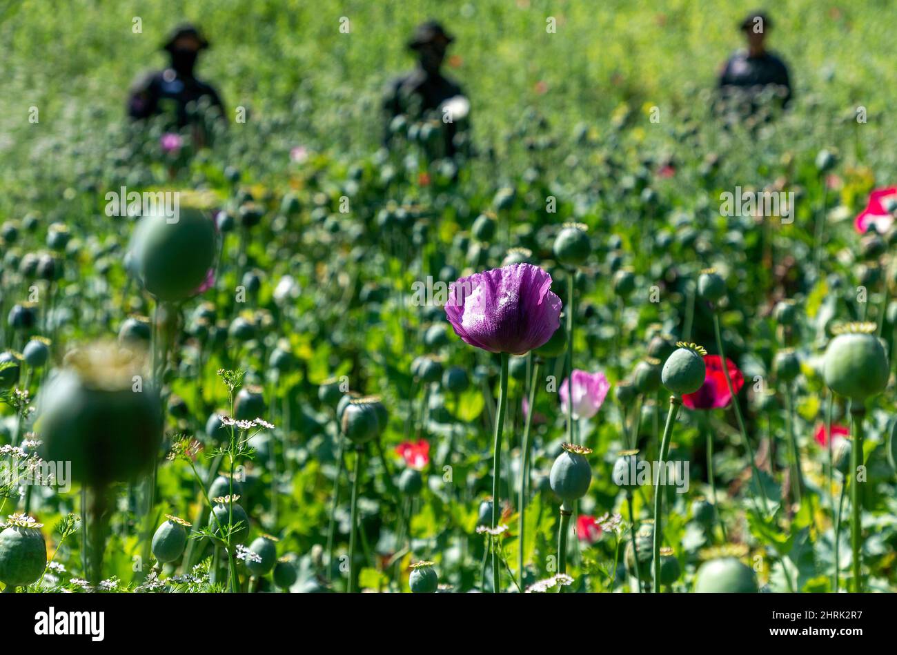 View of an opium poppies field near a valley on a mountain in Mae Wang ...