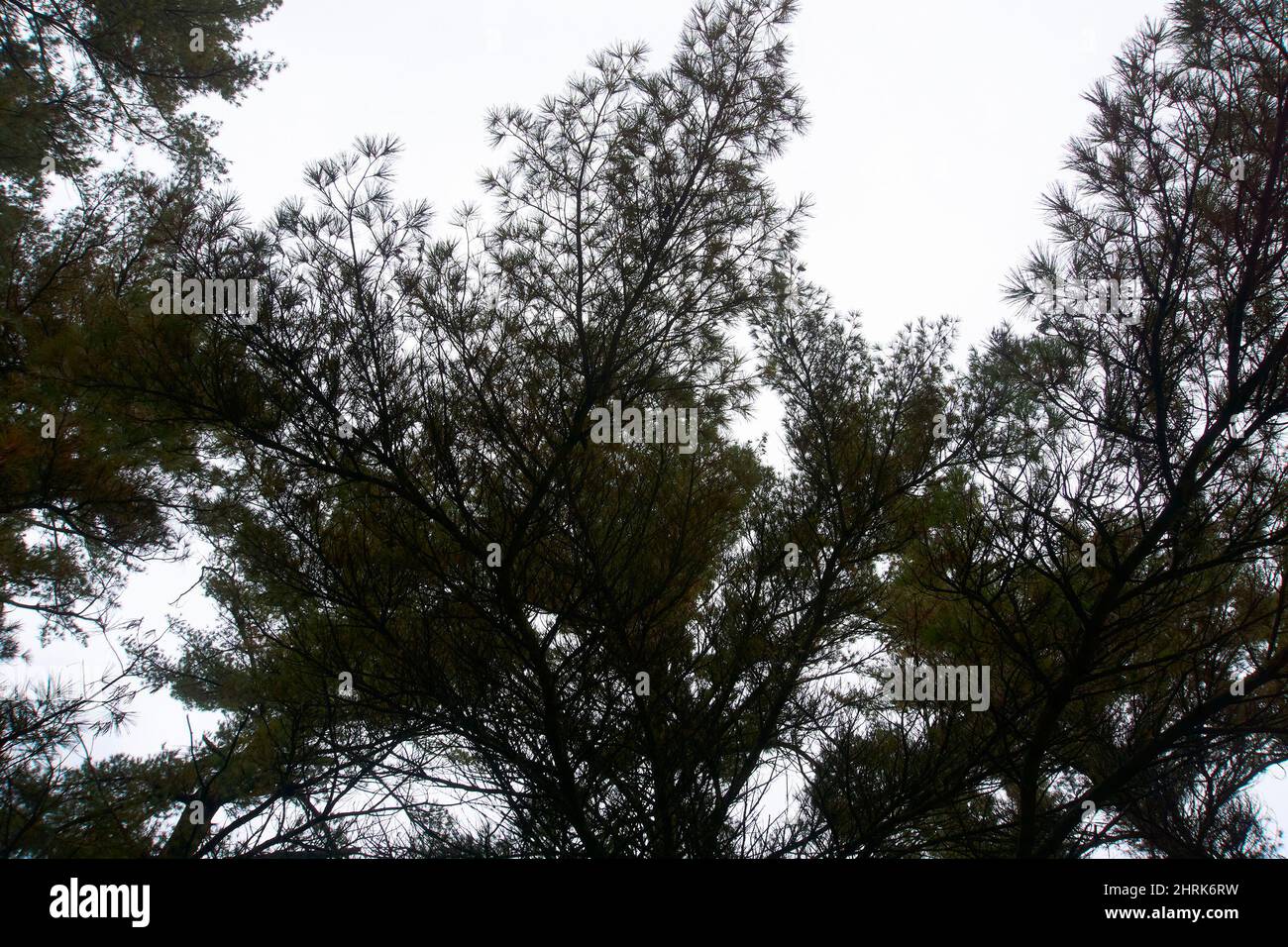 Tree canopy pattern hi-res stock photography and images - Alamy