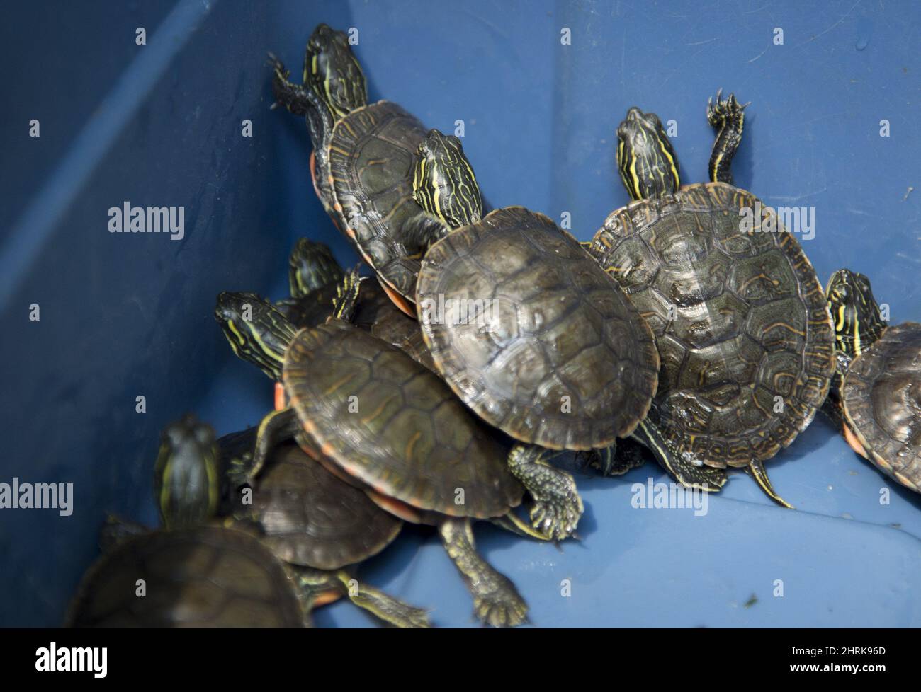 Turtles are pictured in a bucket prior to being released into a pond in ...