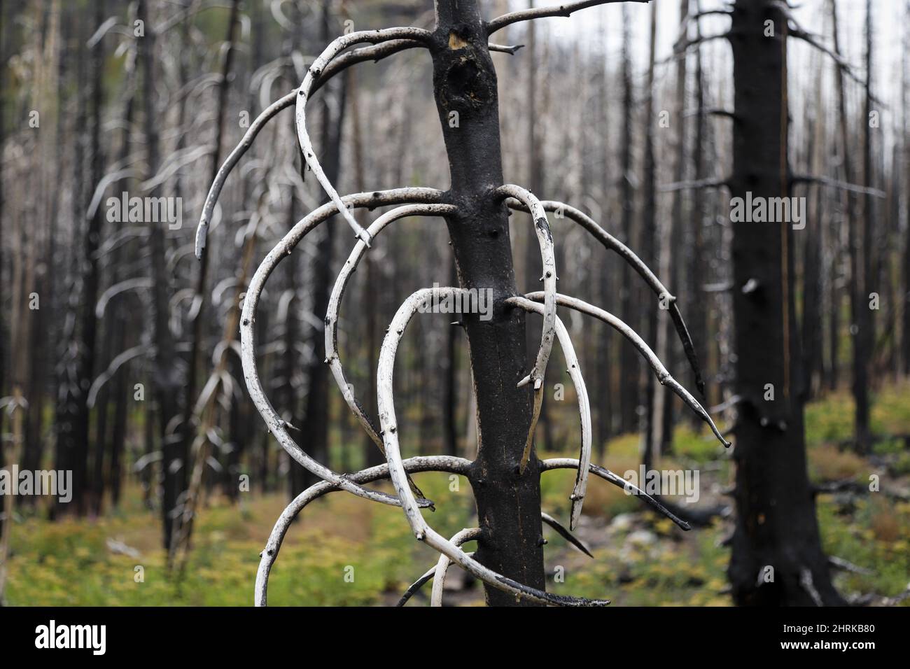 The trunk and branches of a burned tree after a wildfire two years ago ...