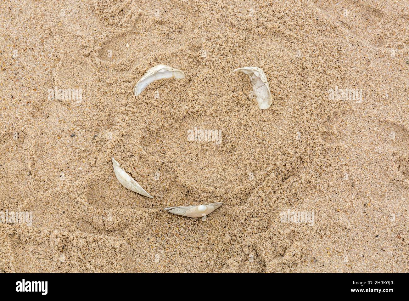 Four shells in the sand at an ocean beach Stock Photo - Alamy