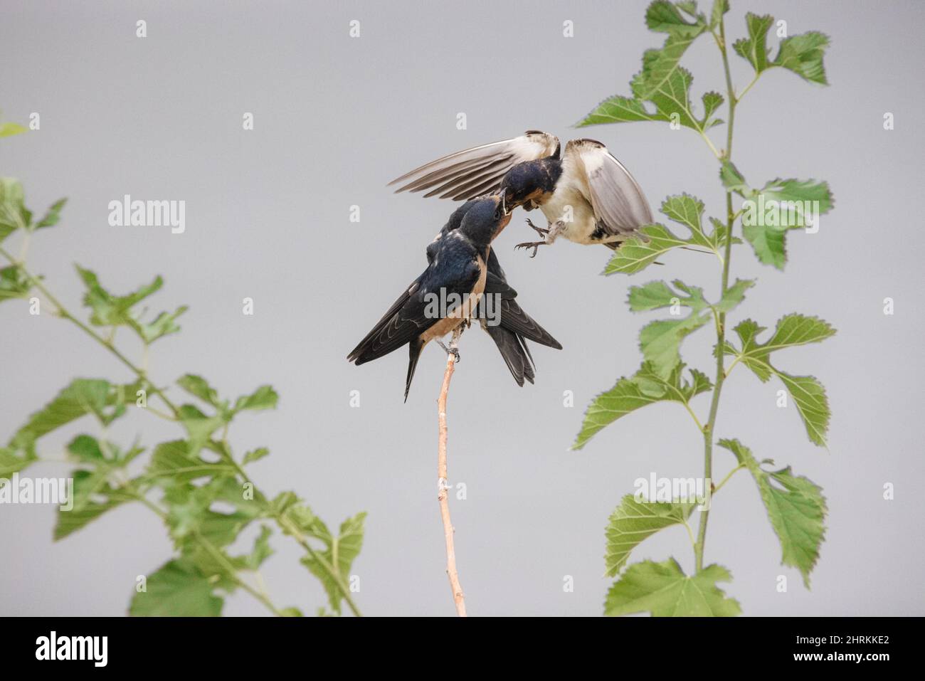 Small Barn swallows perched on a thin twig and feeding each other on a ...