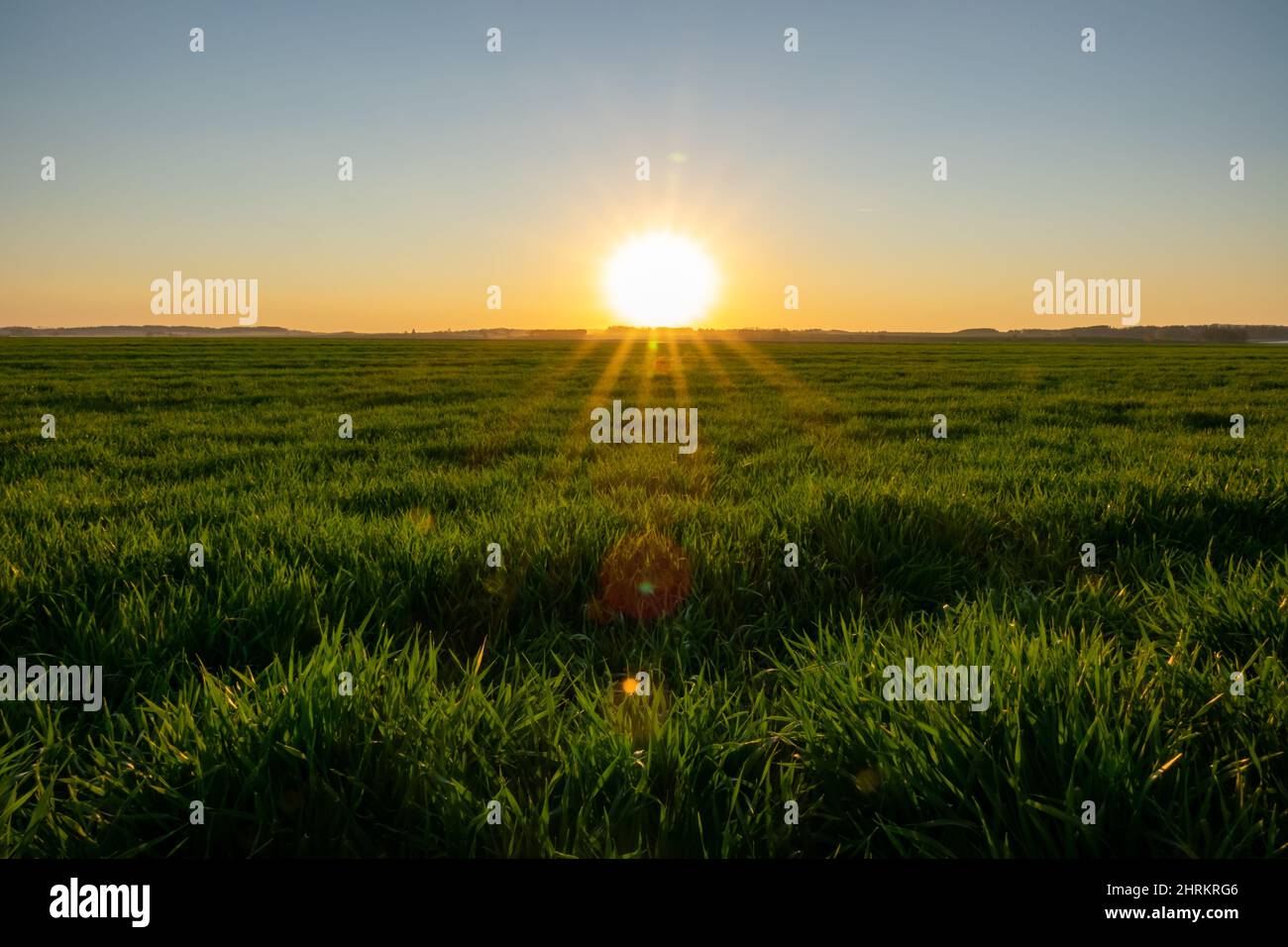 Green field during the beautiful sunset Stock Photo - Alamy