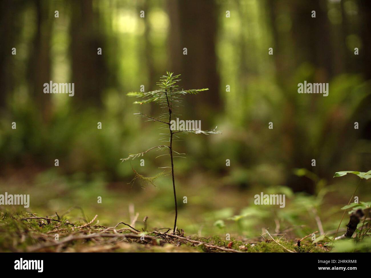A two-year-old Grand Fir sapling stands about 20 centimetres tall among ...