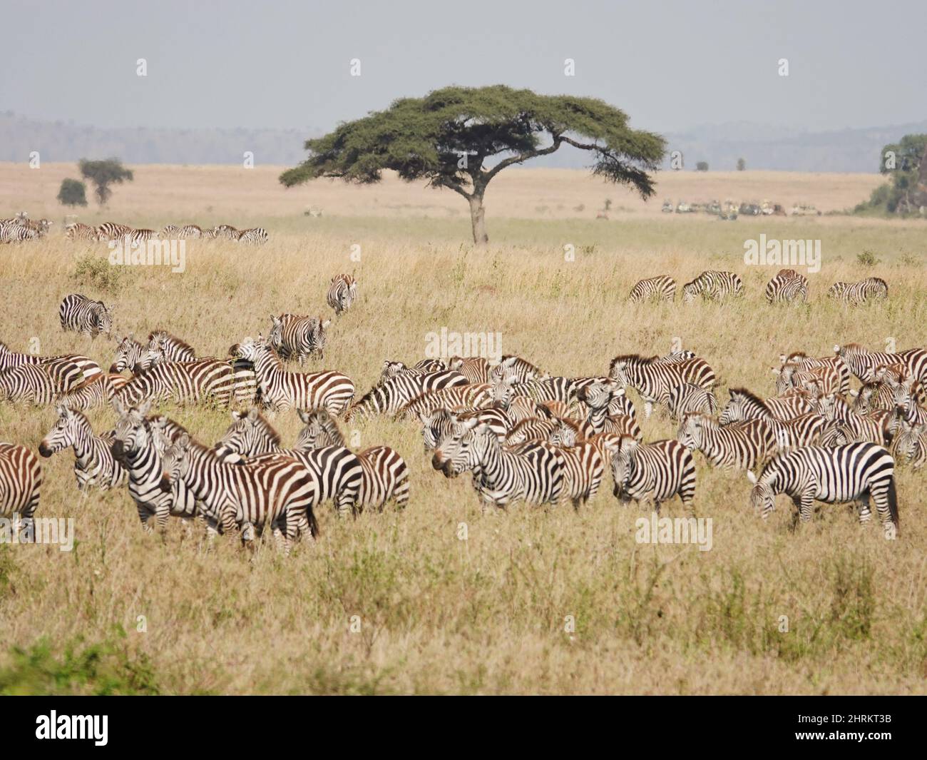 Group of zebras in an African savanna Stock Photo - Alamy