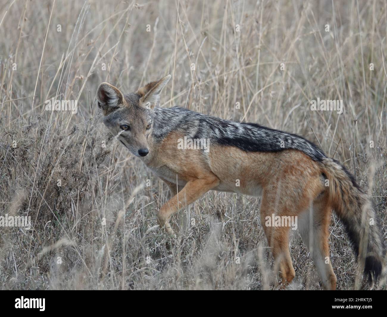 Jackal in a field in Africa Stock Photo - Alamy