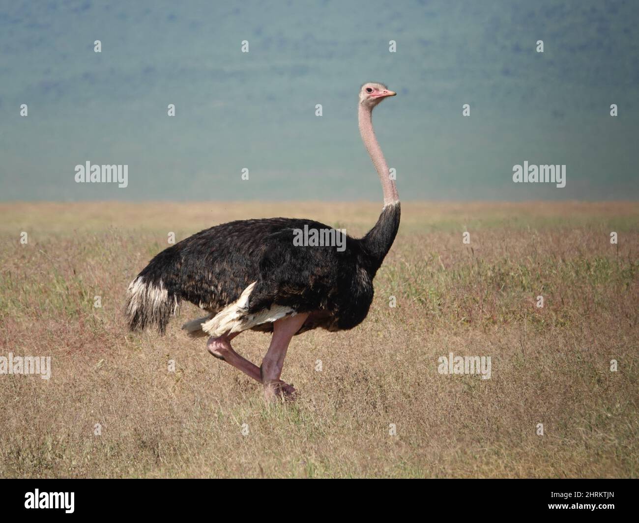 African ostrich on a bay Stock Photo - Alamy