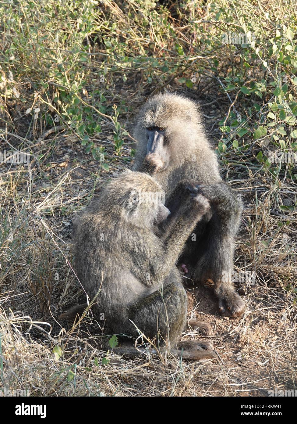 Cute African baboon monkeys Stock Photo - Alamy