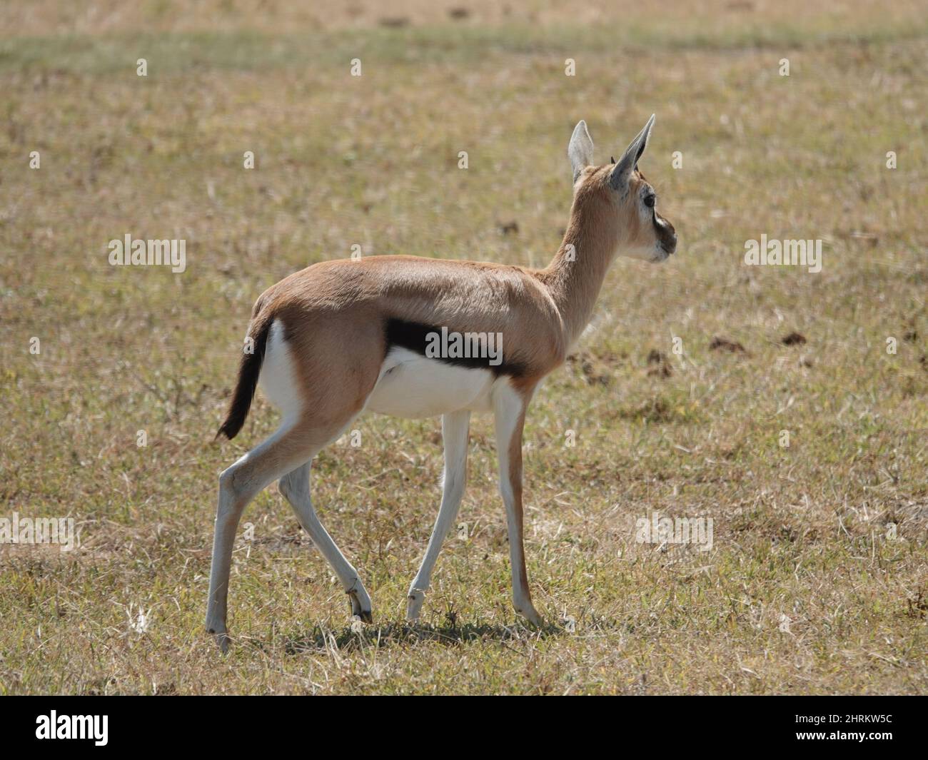 Cute gazelle in a field in Africa Stock Photo - Alamy