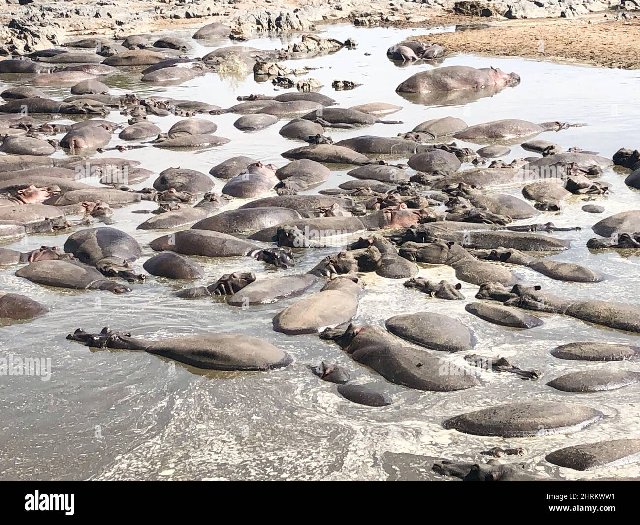 Pond with hippos in Africa Stock Photo - Alamy