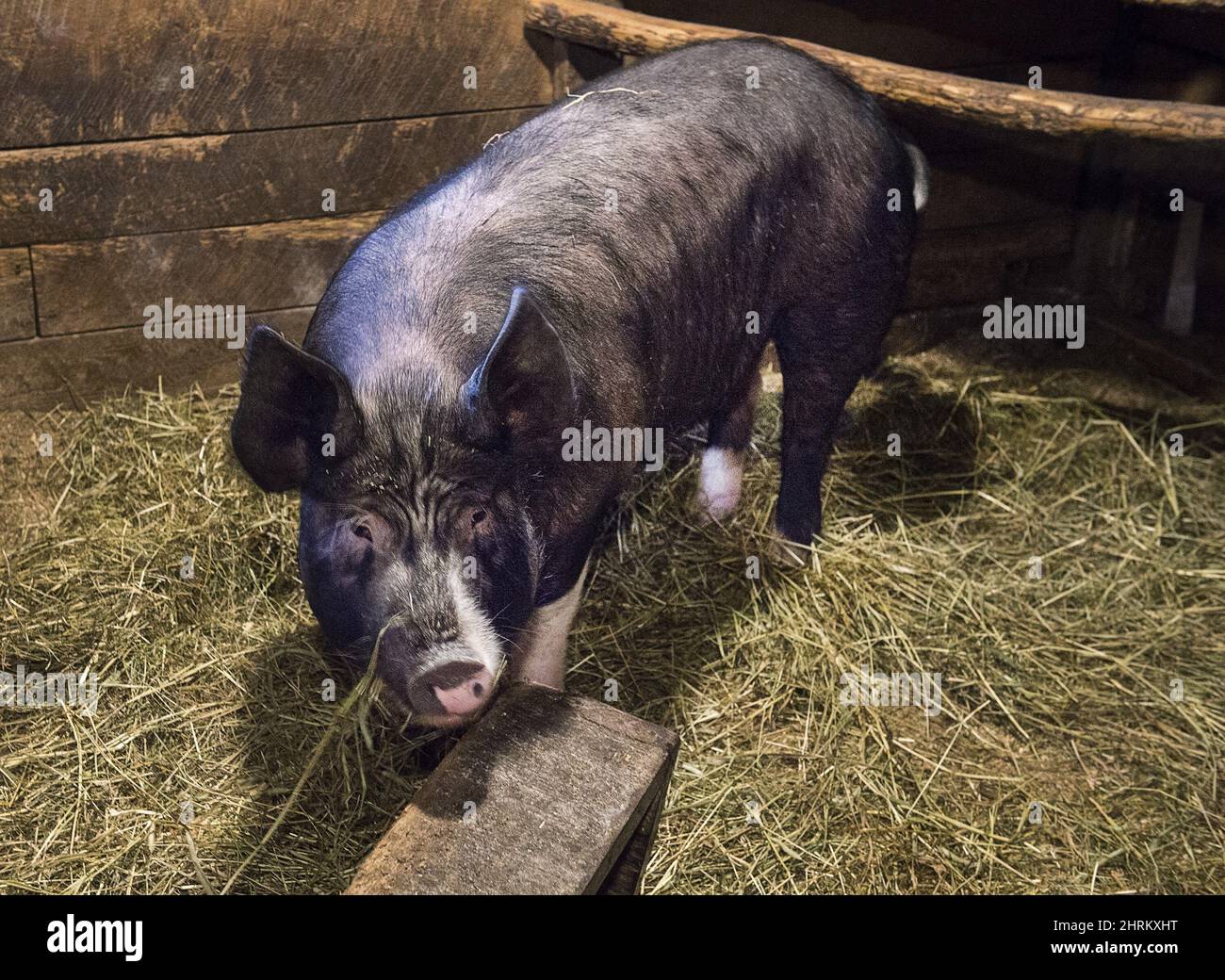 A Berkshire pig is seen at Ross Farm in New Ross, N.S. on Wednesday ...