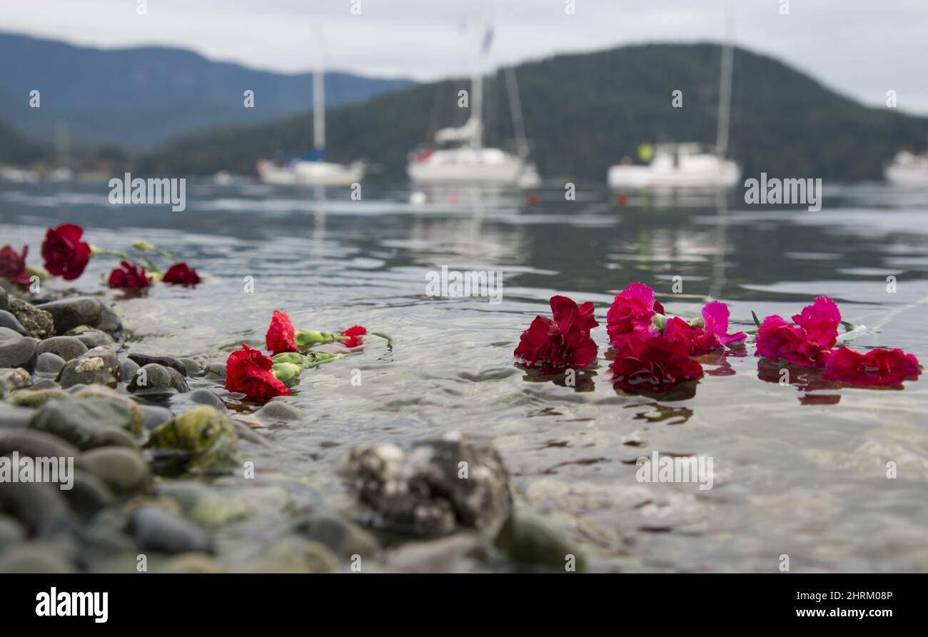 Flowers are seen floating in the sea during a maritime Remembrance Day ...