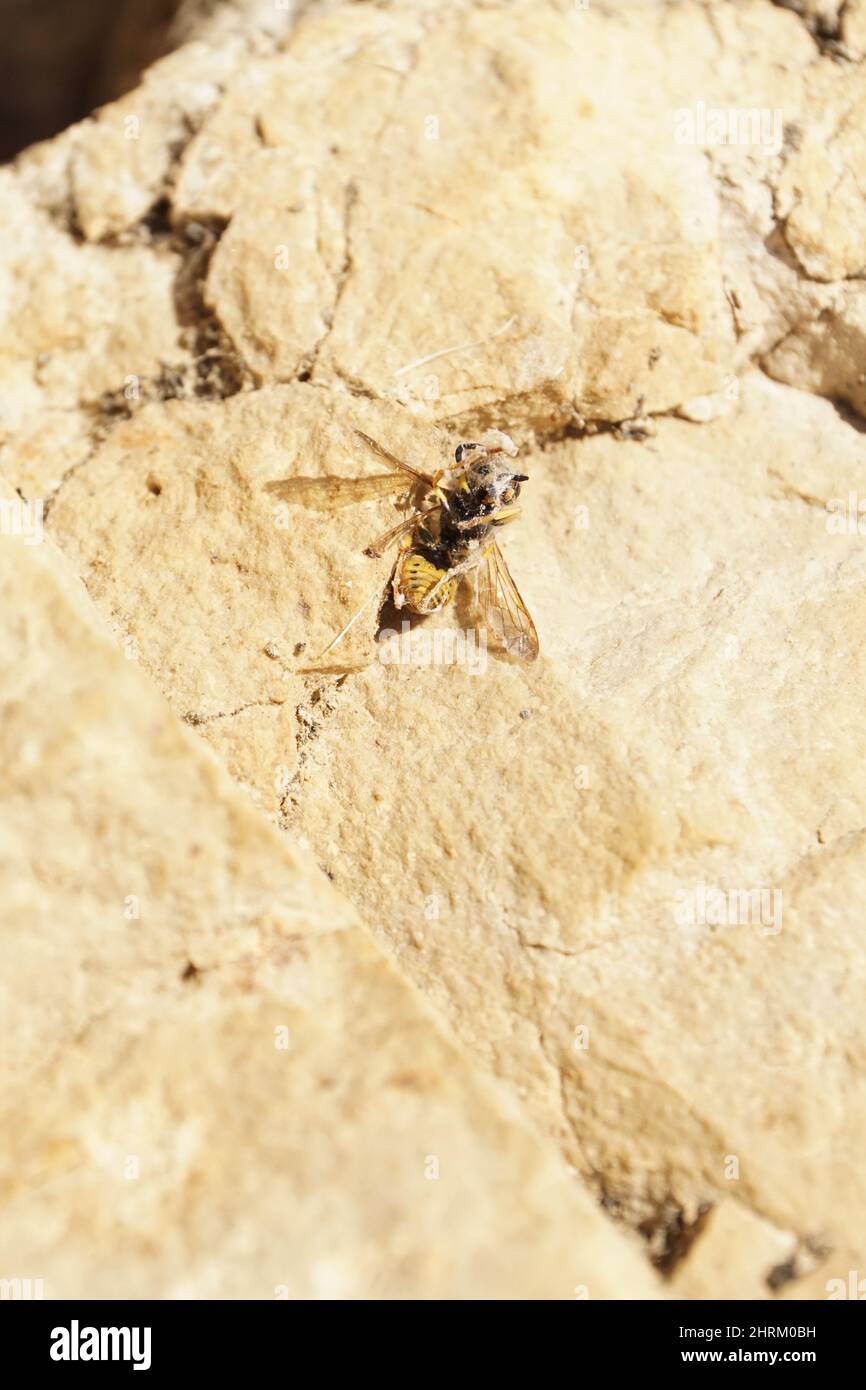 Wasp on a stone in Patones, Spain Stock Photo - Alamy