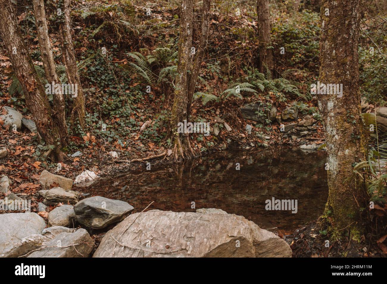 Natural view of a rocky forest in the countryside at autumn Stock Photo ...