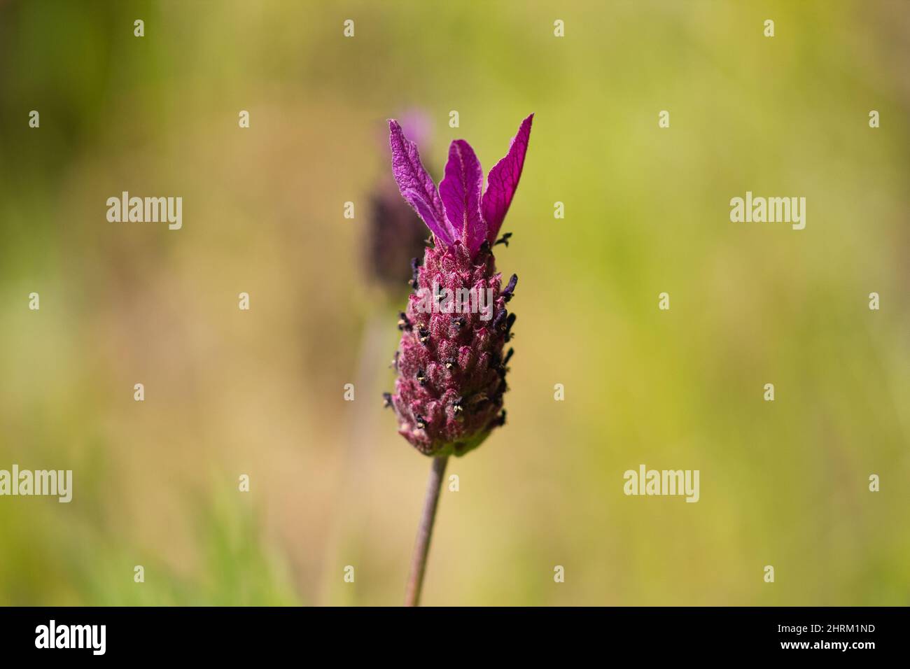 Growing lavender (Lavandula Angustifolia) in a garden Stock Photo - Alamy