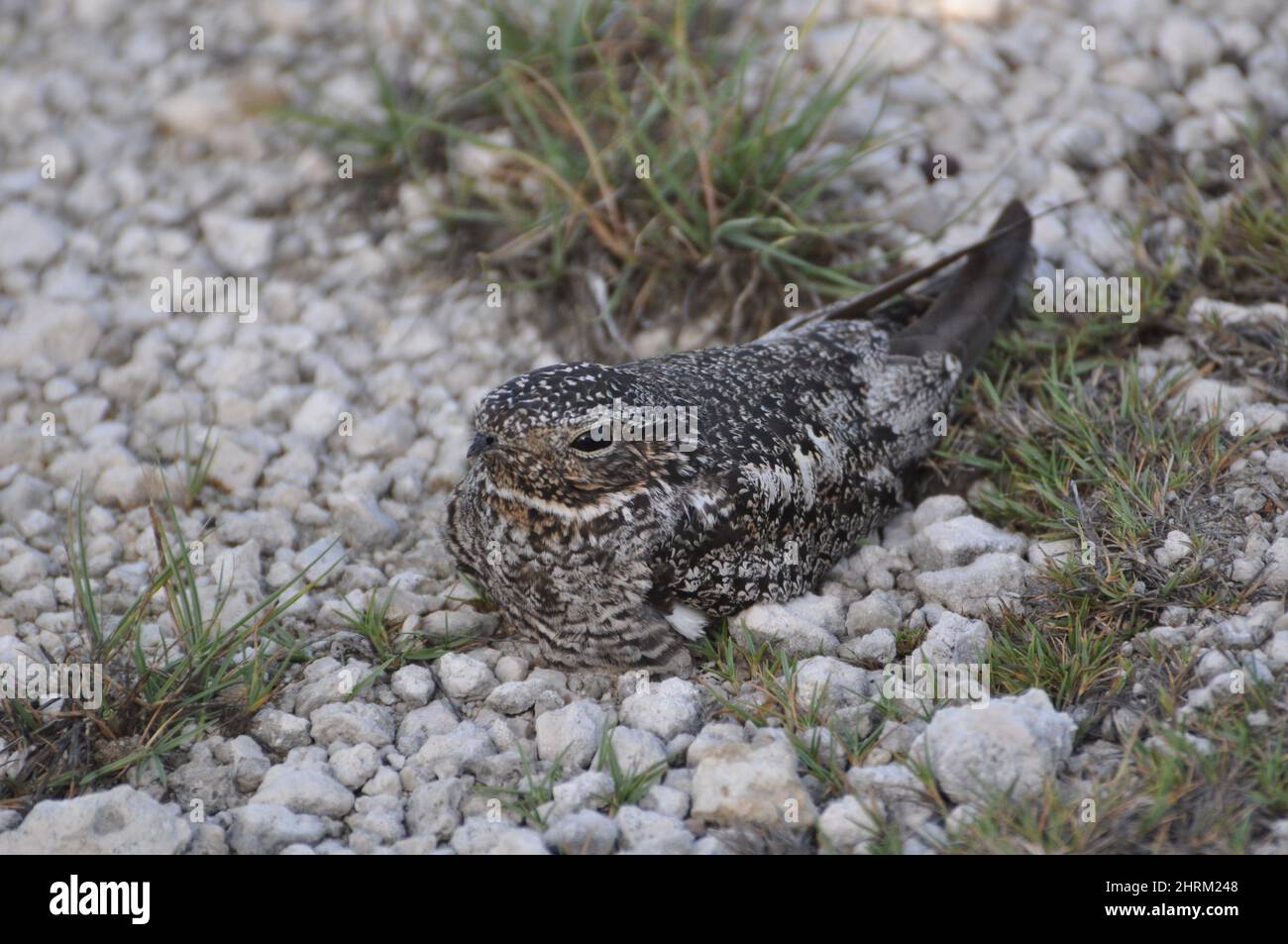 An Antillean nighthawk bird rests on the coral gravel rock on the edge ...