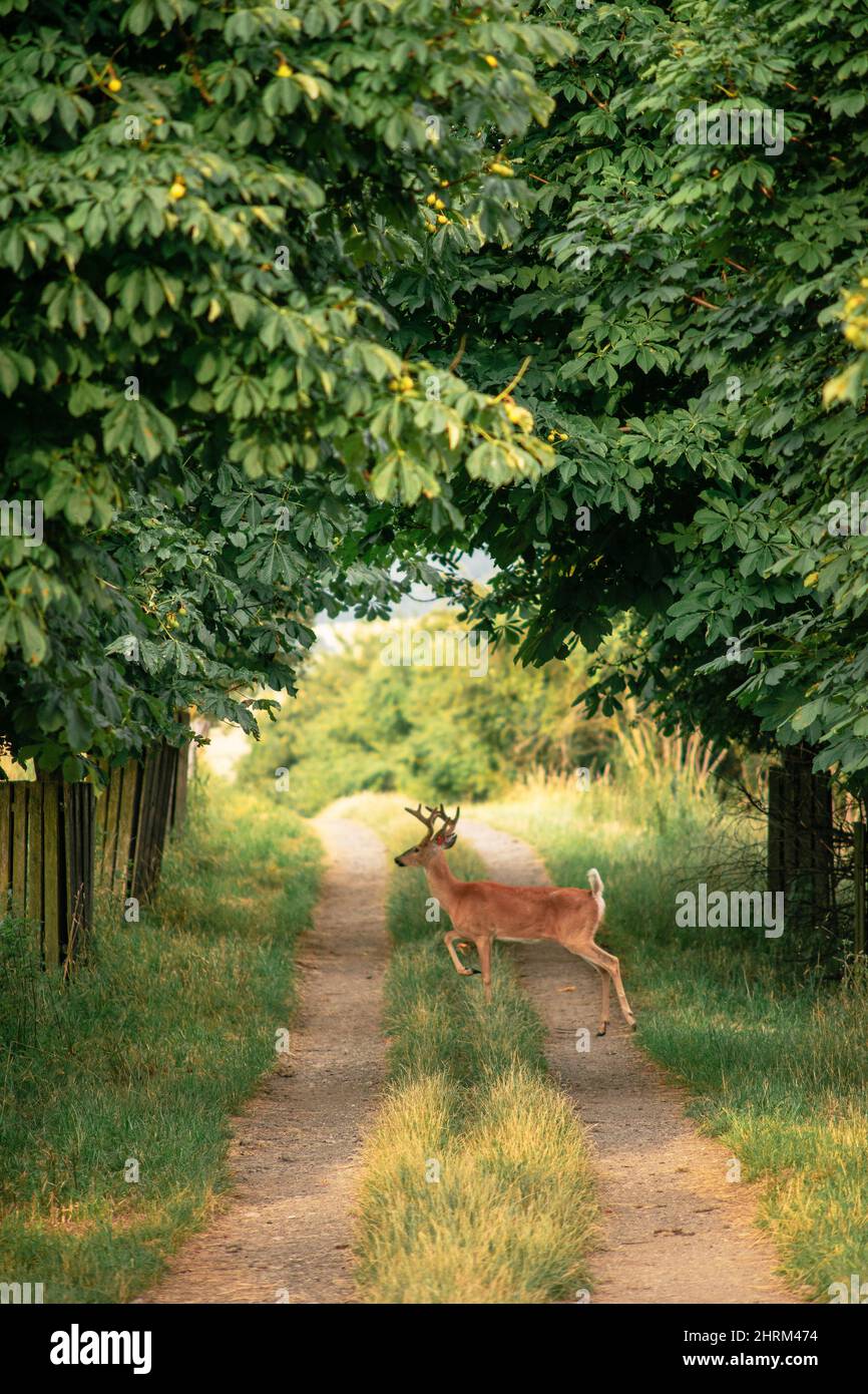 Closeup of a deer running in a forest Stock Photo - Alamy