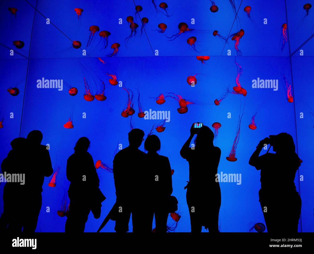 People watch jellyfish during the grand opening of the Ripley's ...