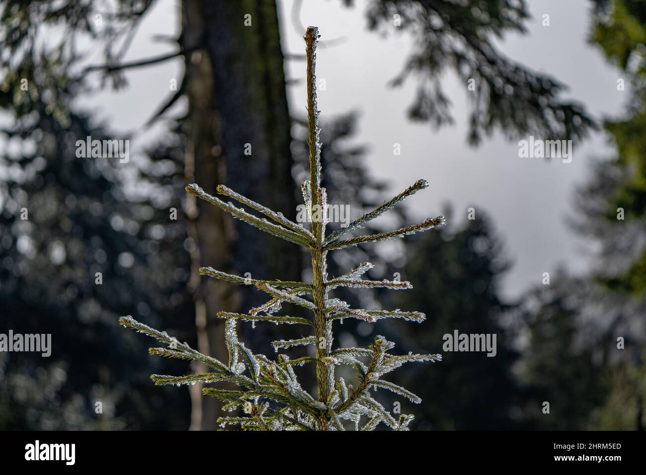 Closeup of the frozen tip of the pine tree. Selected focus Stock Photo ...