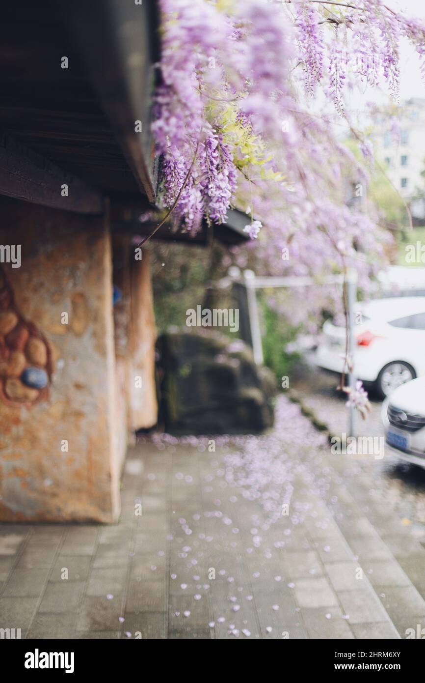 Wisteria canopy hi-res stock photography and images - Alamy