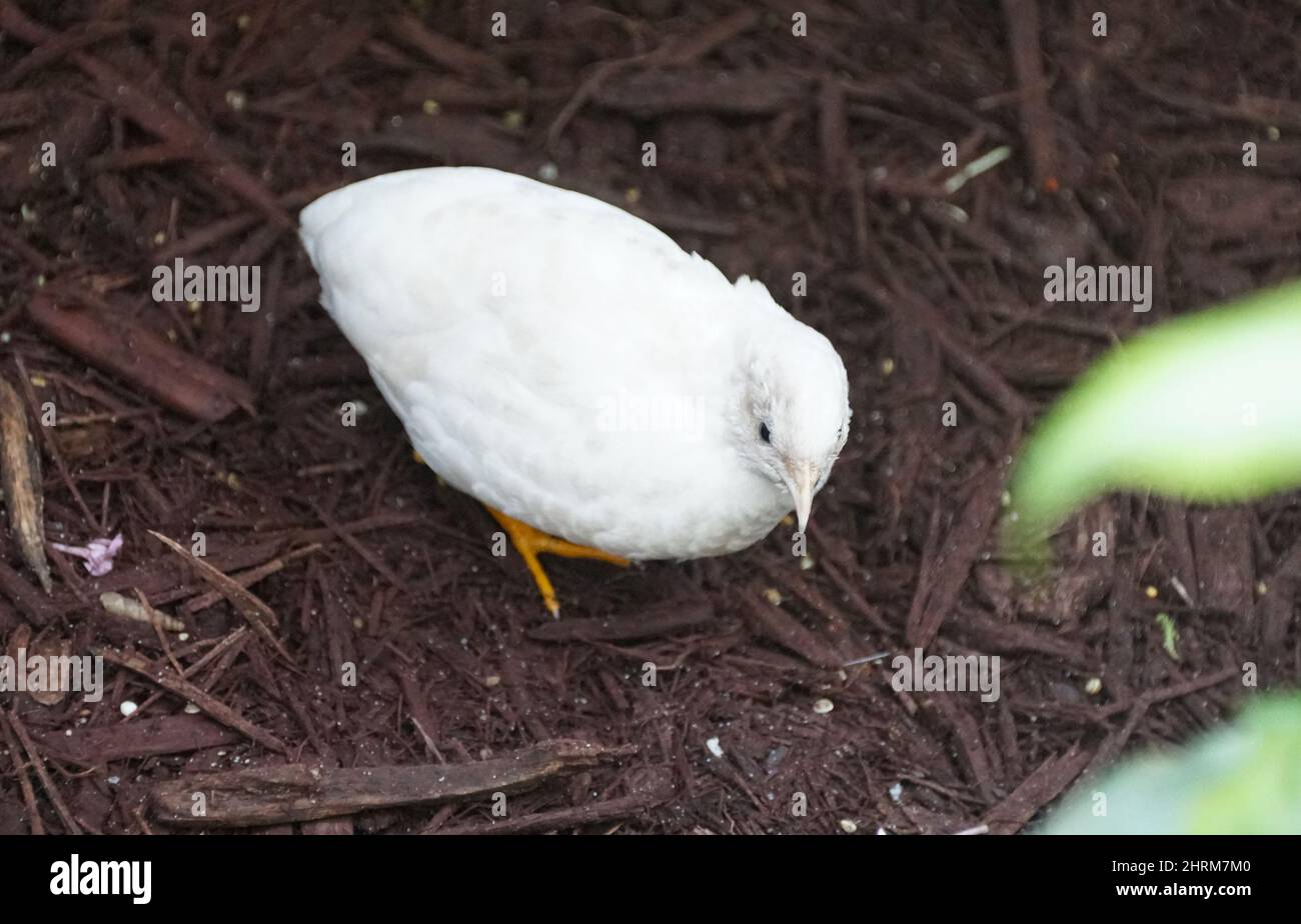 Button Quail Cute