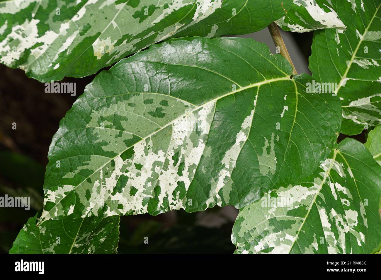 Close up of the variegated leaf of Ficus Aspera Parcelli, also known as ...
