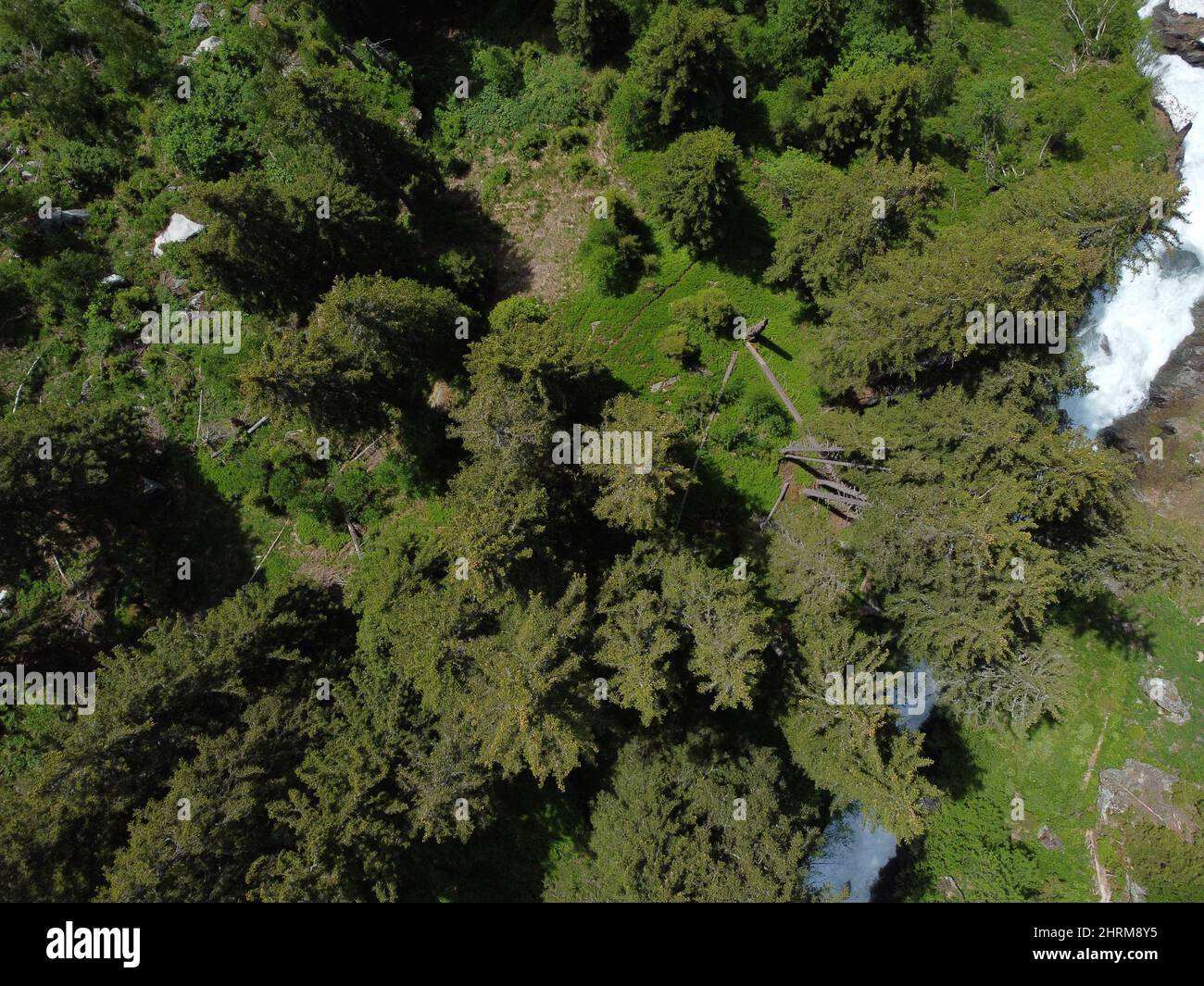 Bird's eye view of the dense vegetation of the forest. Switzerland ...