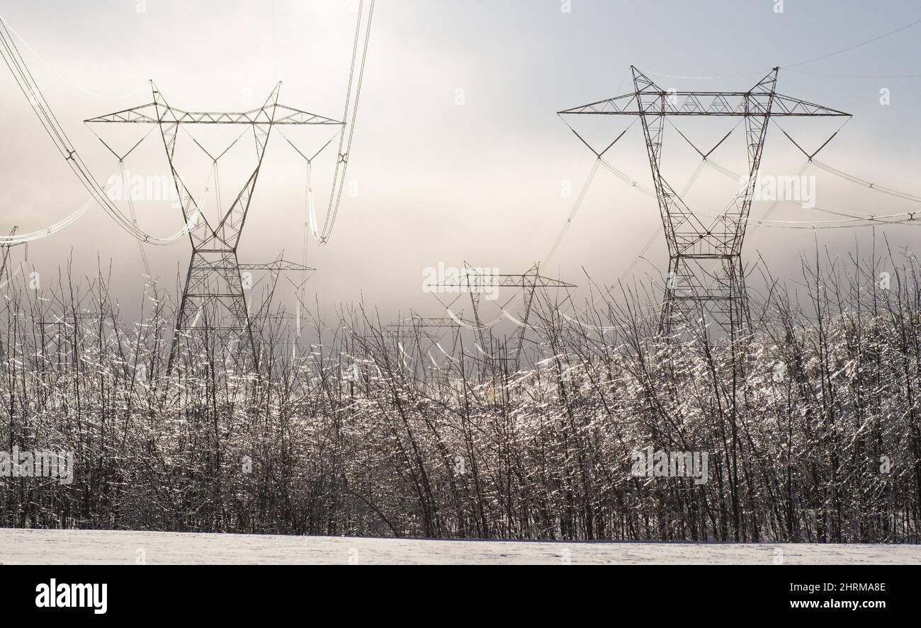 Frozen trees are seen under Hydro-Quebec power lines on Thursday ...