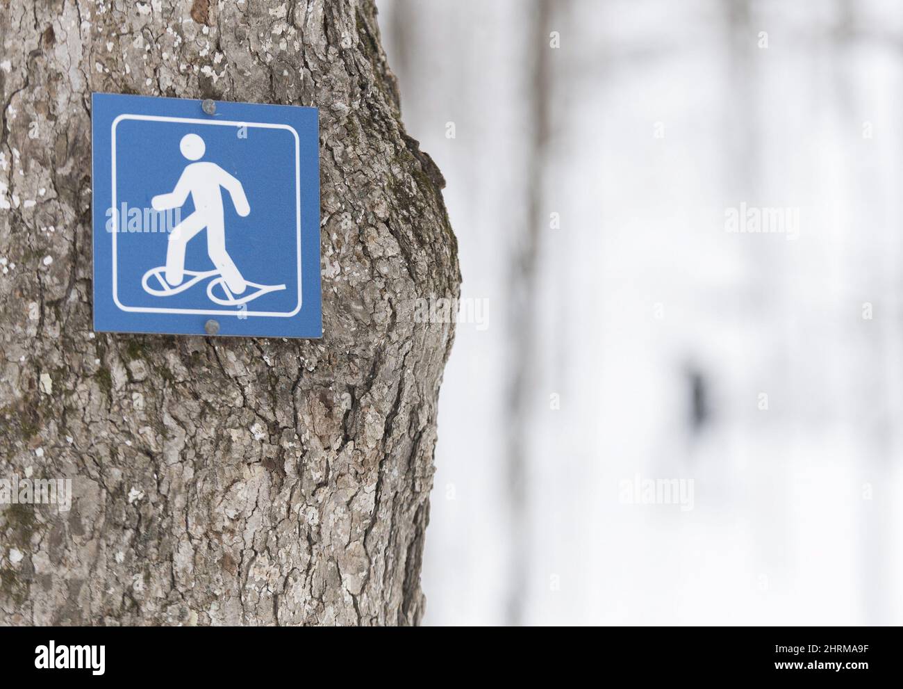 A sign for snowshoeing is shown nailed to a tree in the Alfred-Kelly ...