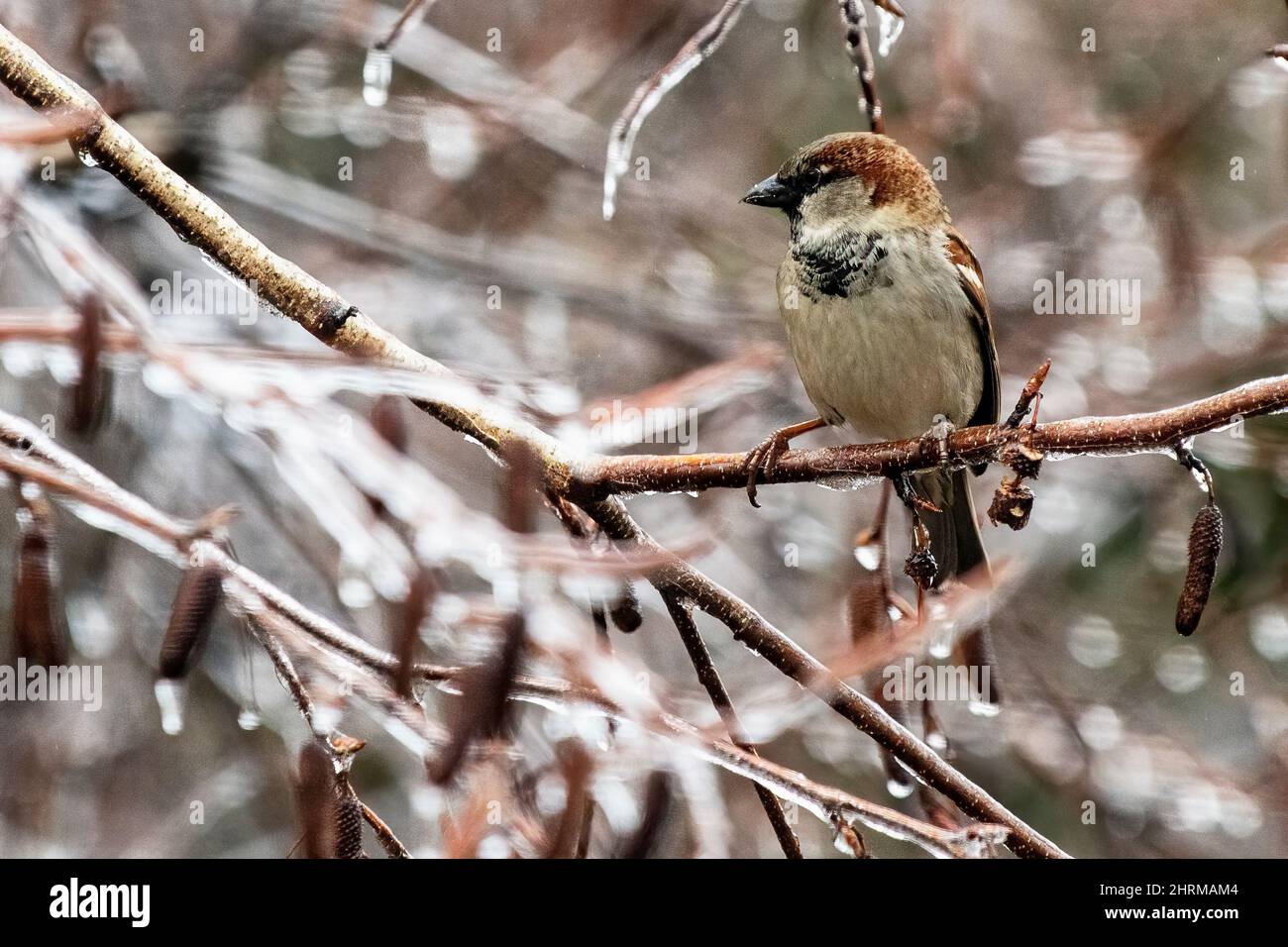 Sparrow house winter hi-res stock photography and images - Alamy
