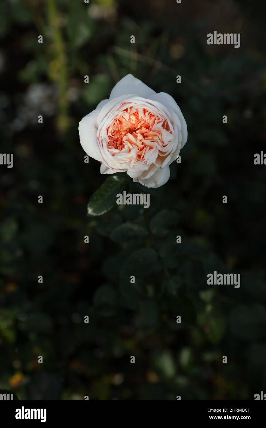Juliet garden rose hi-res stock photography and images - Alamy