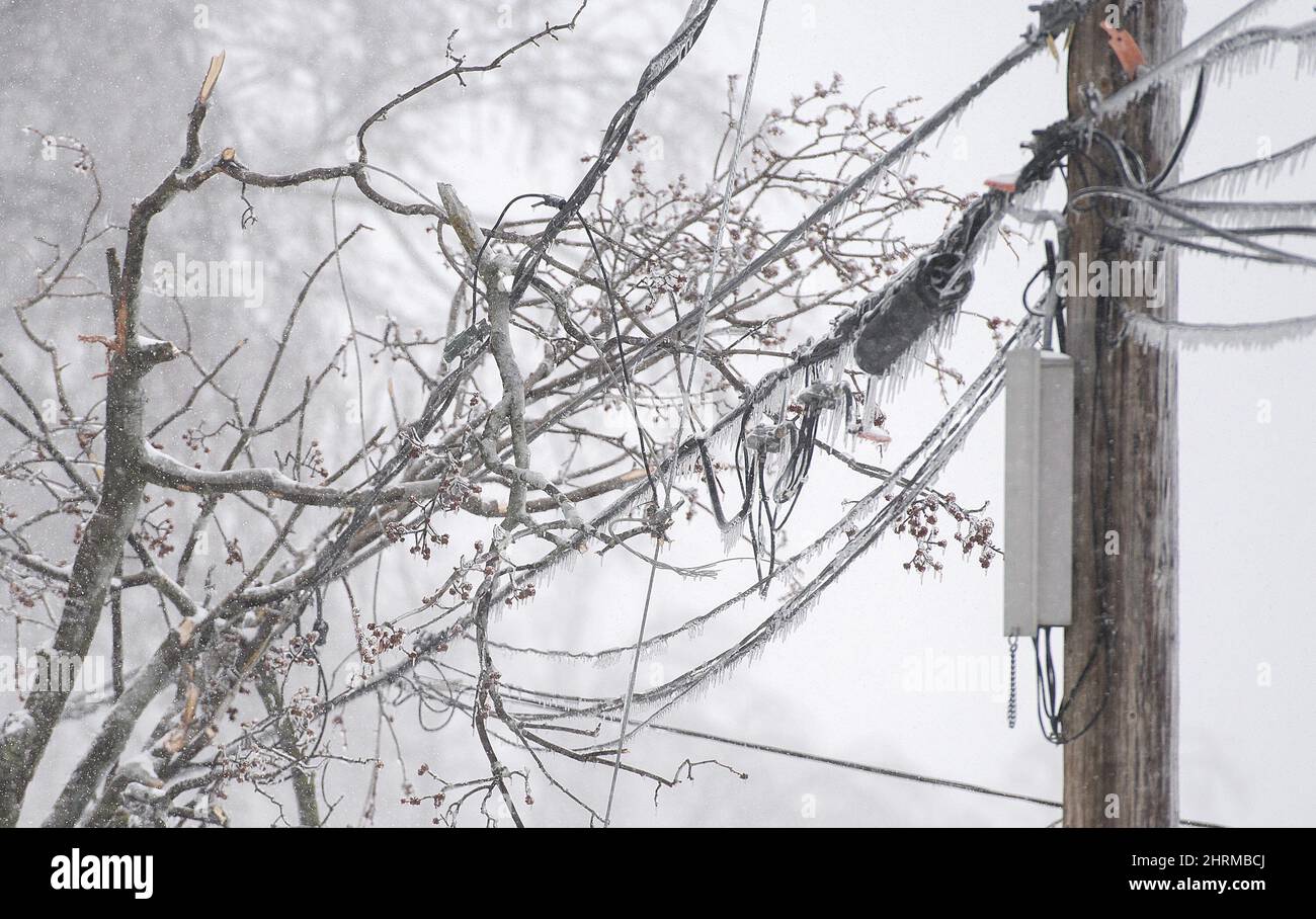 Frozen branches are shown on a power line following freezing rain and ...