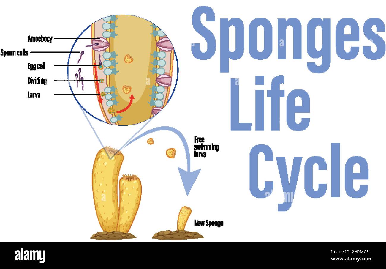 Diagram showing life cycle in sponges illustration Stock Vector Image ...