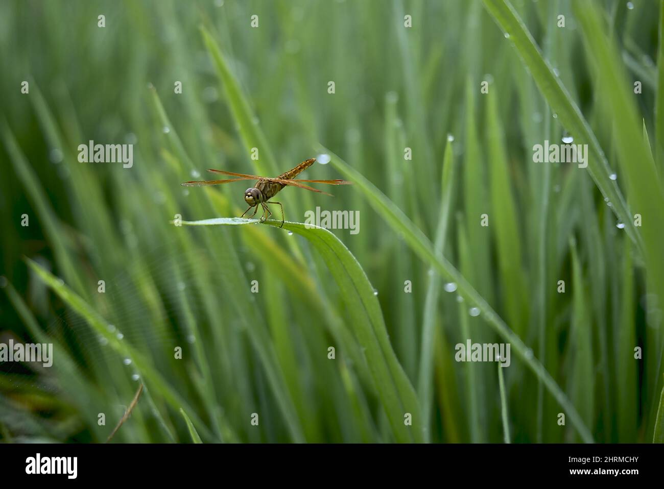 Close-up shot of the dragonfly in the rice field Stock Photo - Alamy