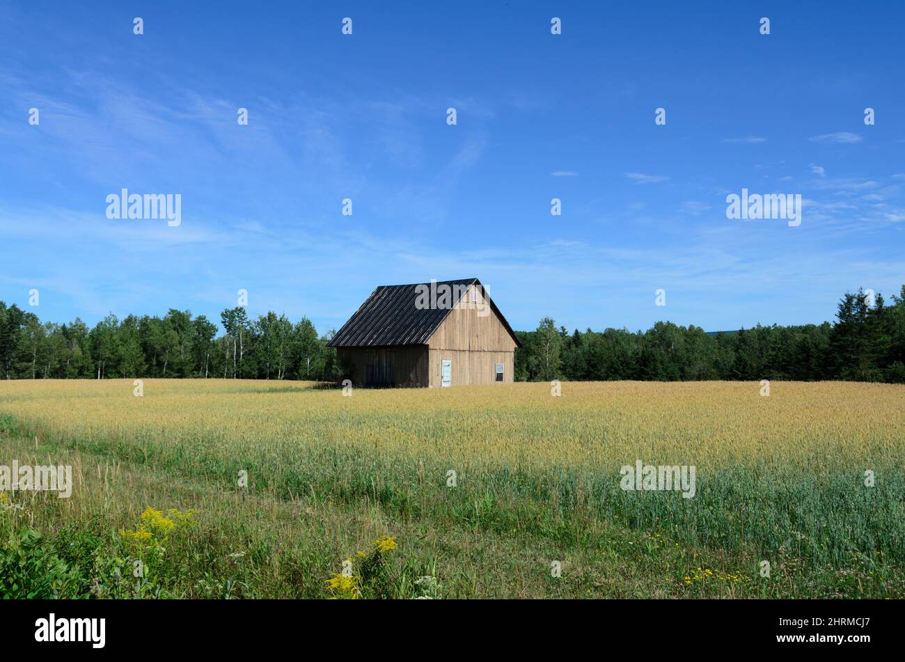 Single farmhouse in the middle of a field with crop and a forest on the ...