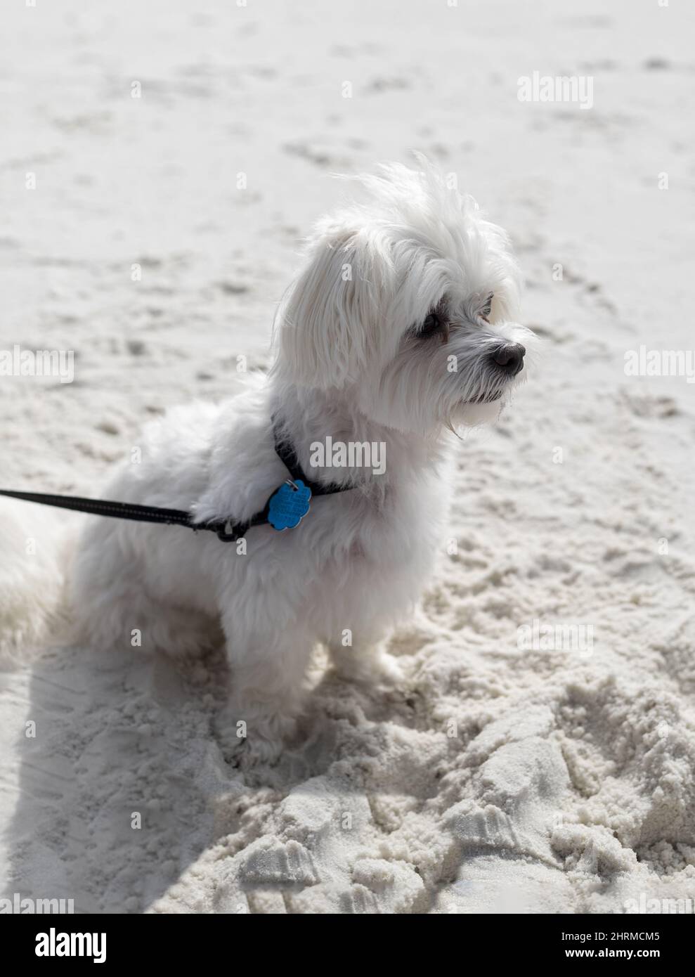White cute dog with a black collar sitting in a sandy beach in Miramar ...