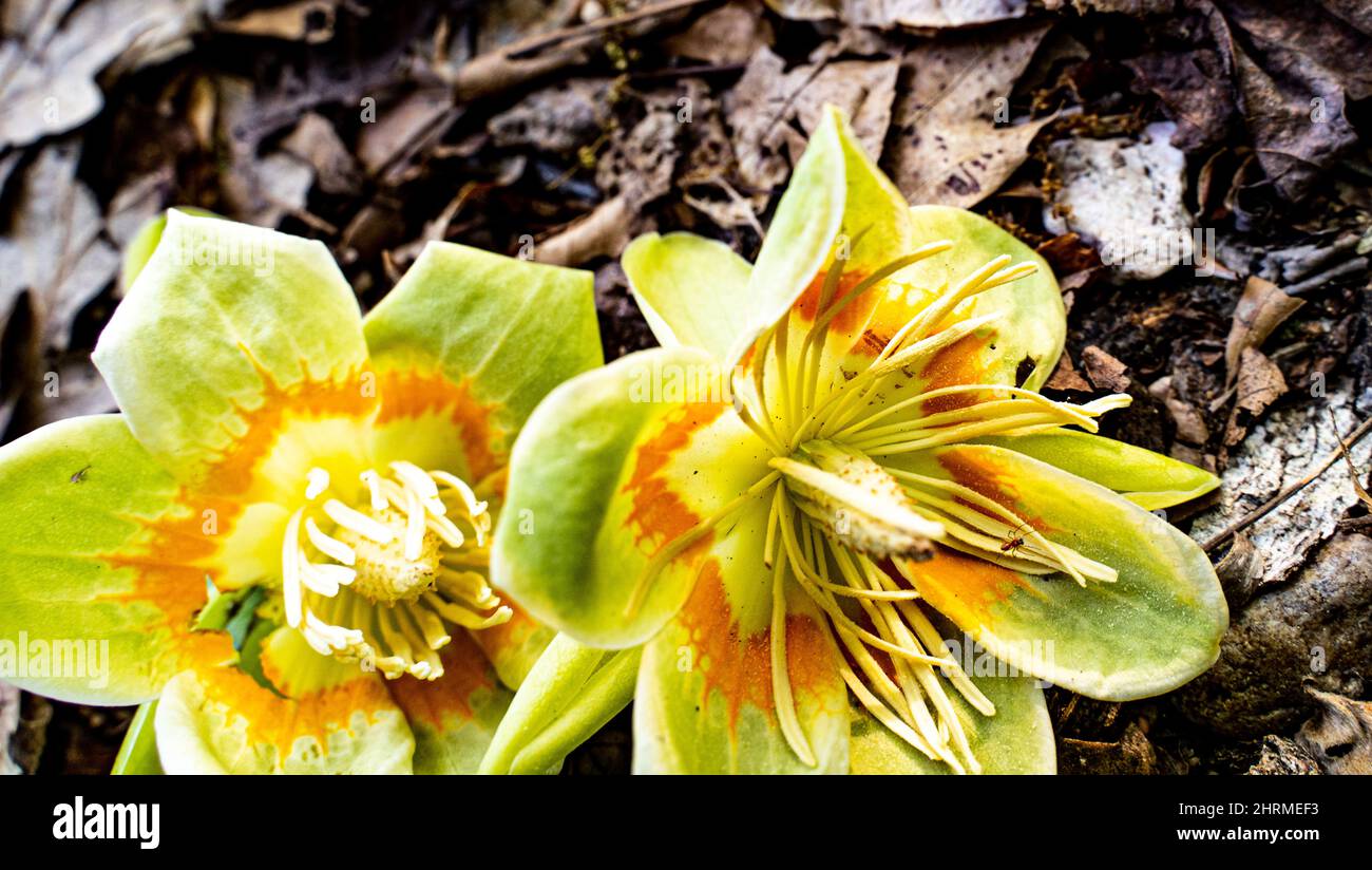 Wide open yellow flower with dried leaves on the background Stock Photo ...
