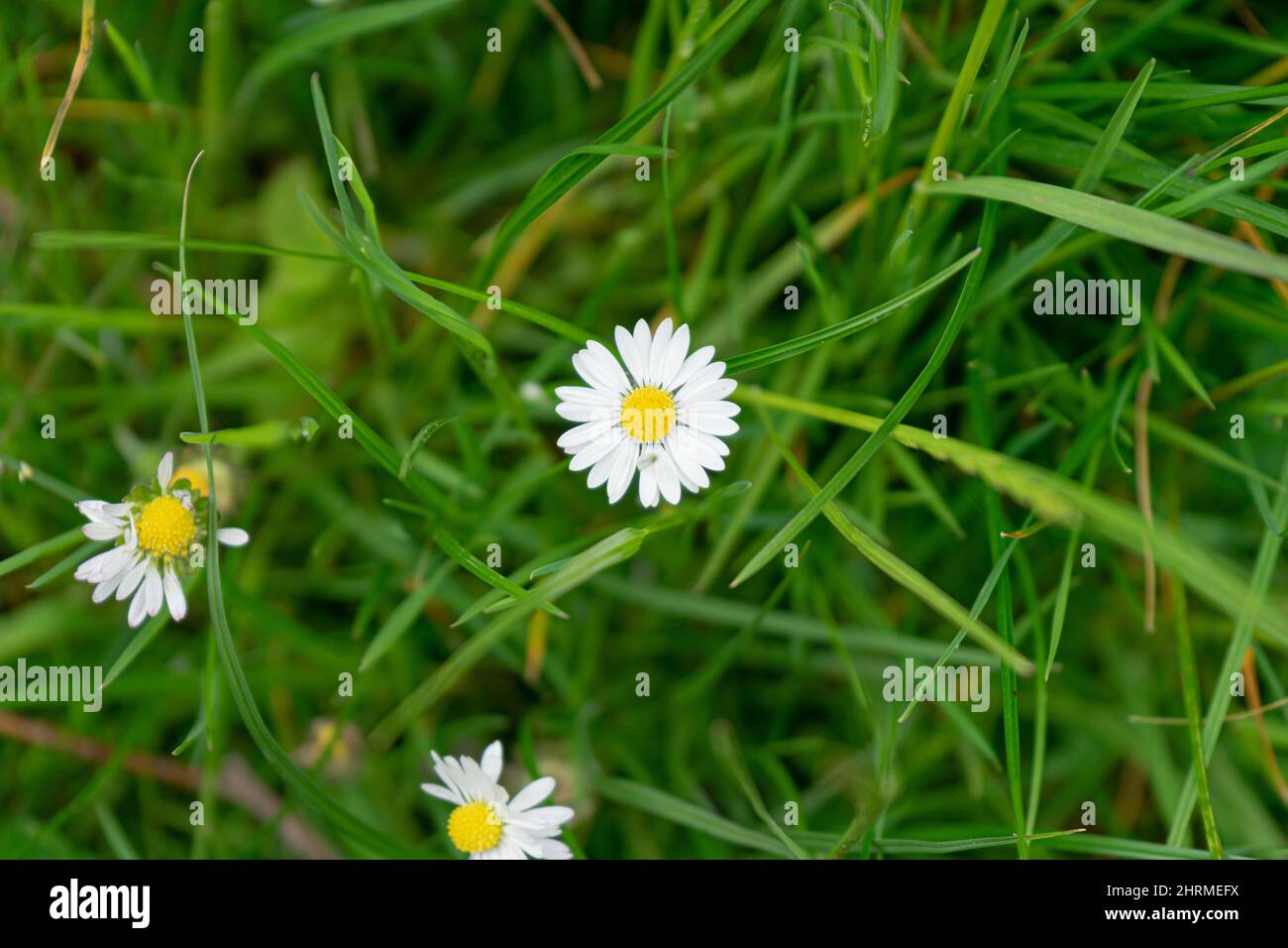 Top view of white daisy flowers Stock Photo - Alamy