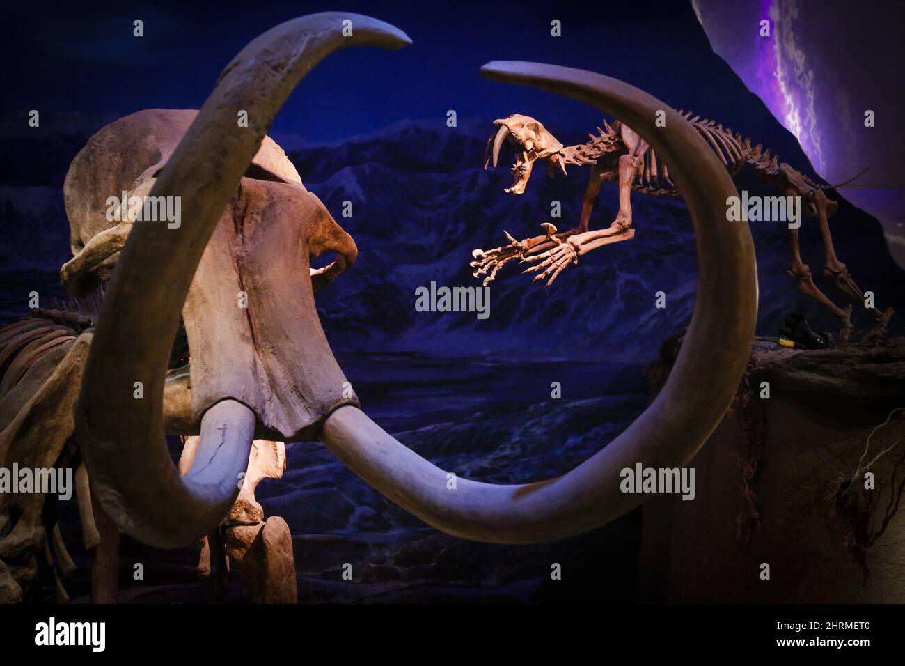 A display of a woolly mammoth being attacked by a saber tooth tiger at ...