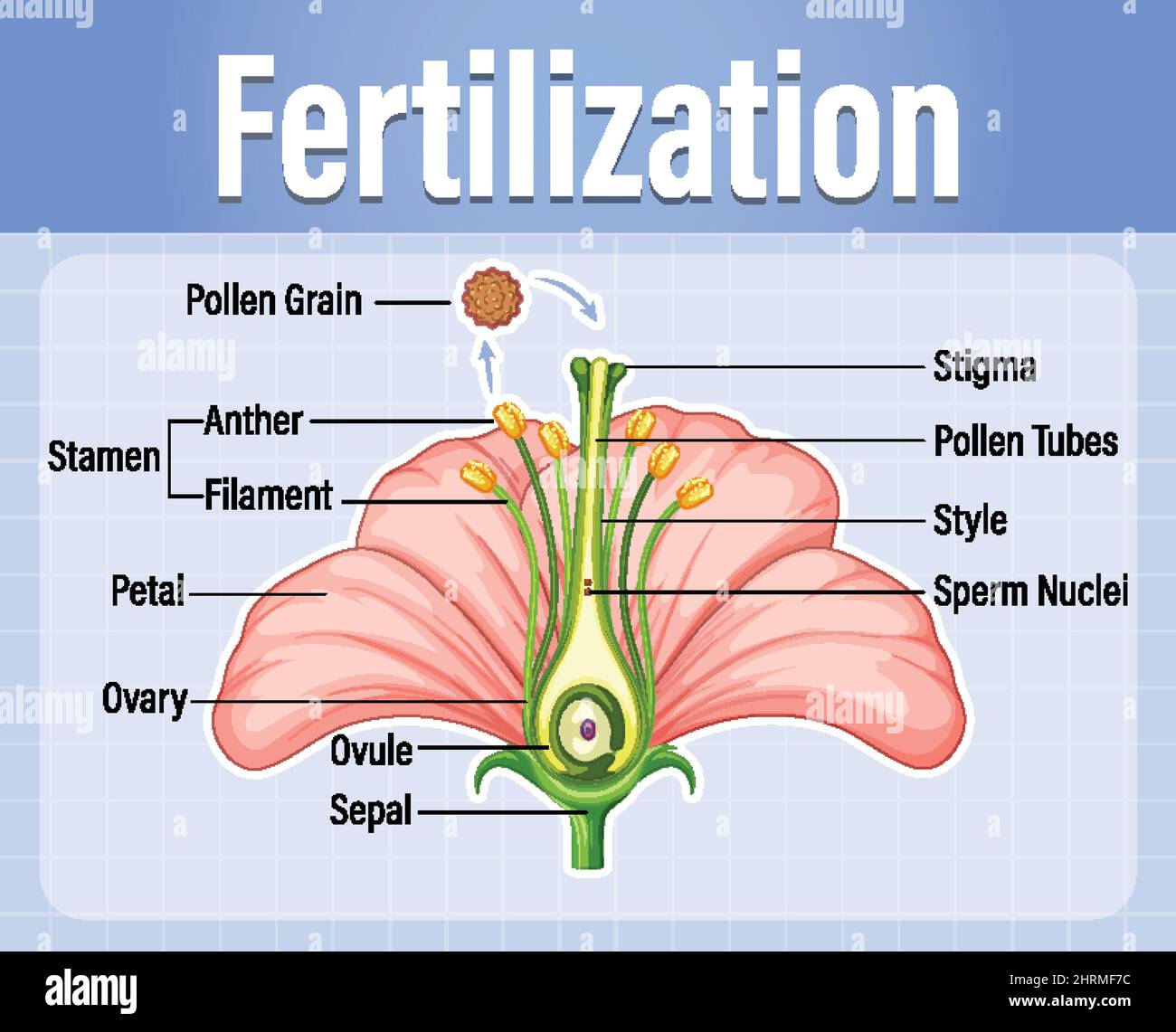 Pollination diagram hi-res stock photography and images - Alamy